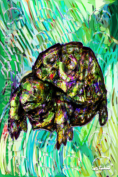 Gopher Tortoises – Cortada Foundation