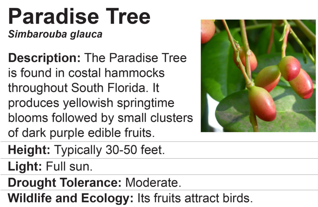 Paradise Tree – Cortada Foundation