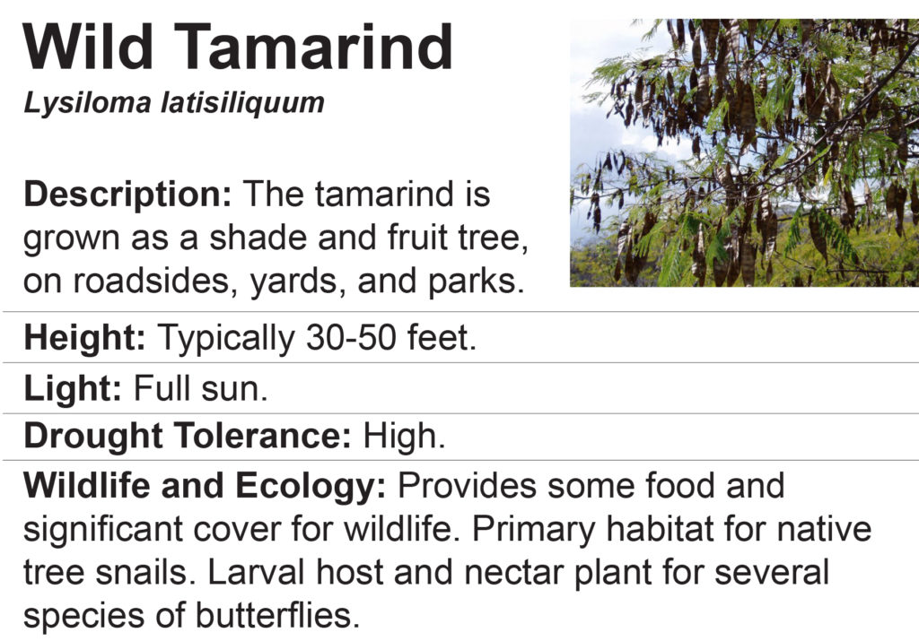 Wild Tamarind – Cortada Foundation